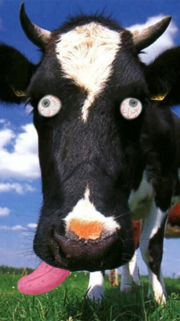 Cool Pictures: Top 30 Funny cow Pictures in worlds