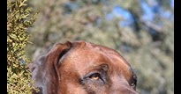 Rhodesian Ridgeback en España: LIBRO DEL RHODESIAN RIDGEBACK EN CASTELLANO