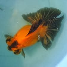 pet fish: Black Moor Goldfish