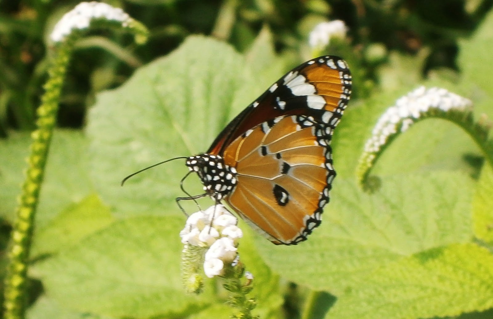 Biodiversity Conservation & Fisheries Research Center : Danaus chrysippus