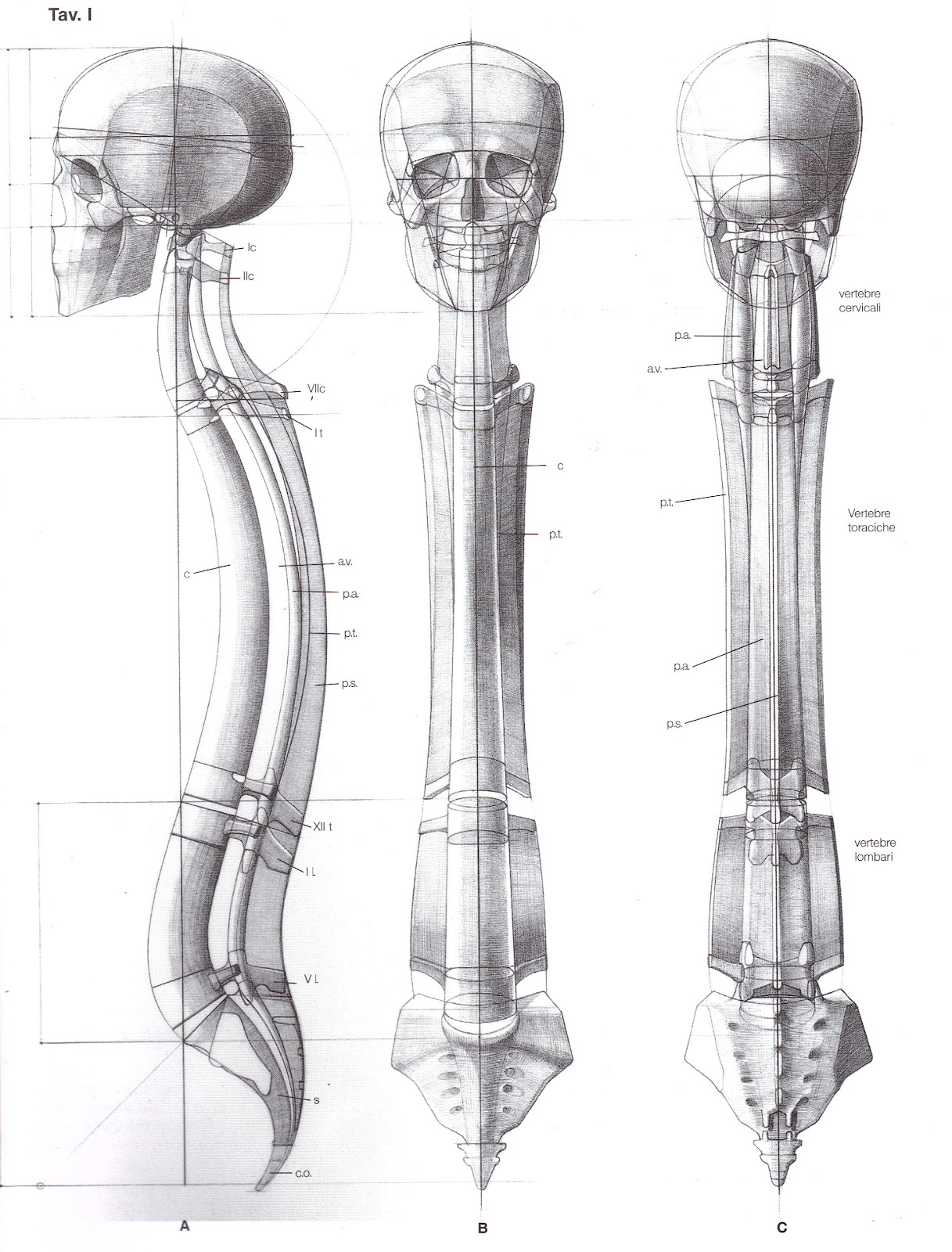 Foundation Figure: Day 6 - Spine