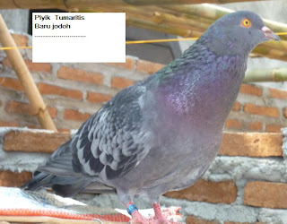 MERPATI BALAP TINGGIAN: Tritis Bakalan Merpati Tinggian