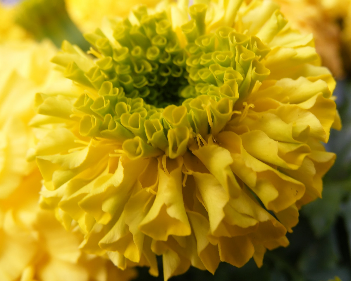 Marigold ( Sayapatri )