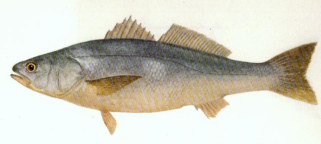 Carmencocinillas: CORVINA