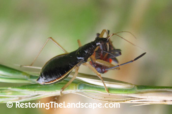 Restoring The Landscape With Native Plants: Black Damsel Bugs: Sneaky ...