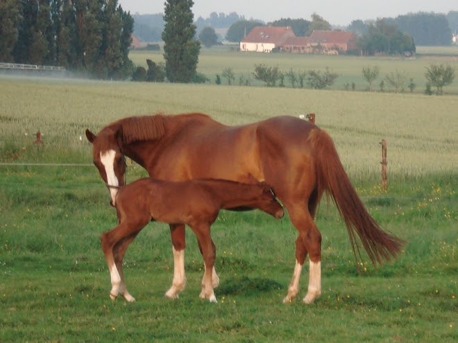 Elevage de Thieusies: Les juments