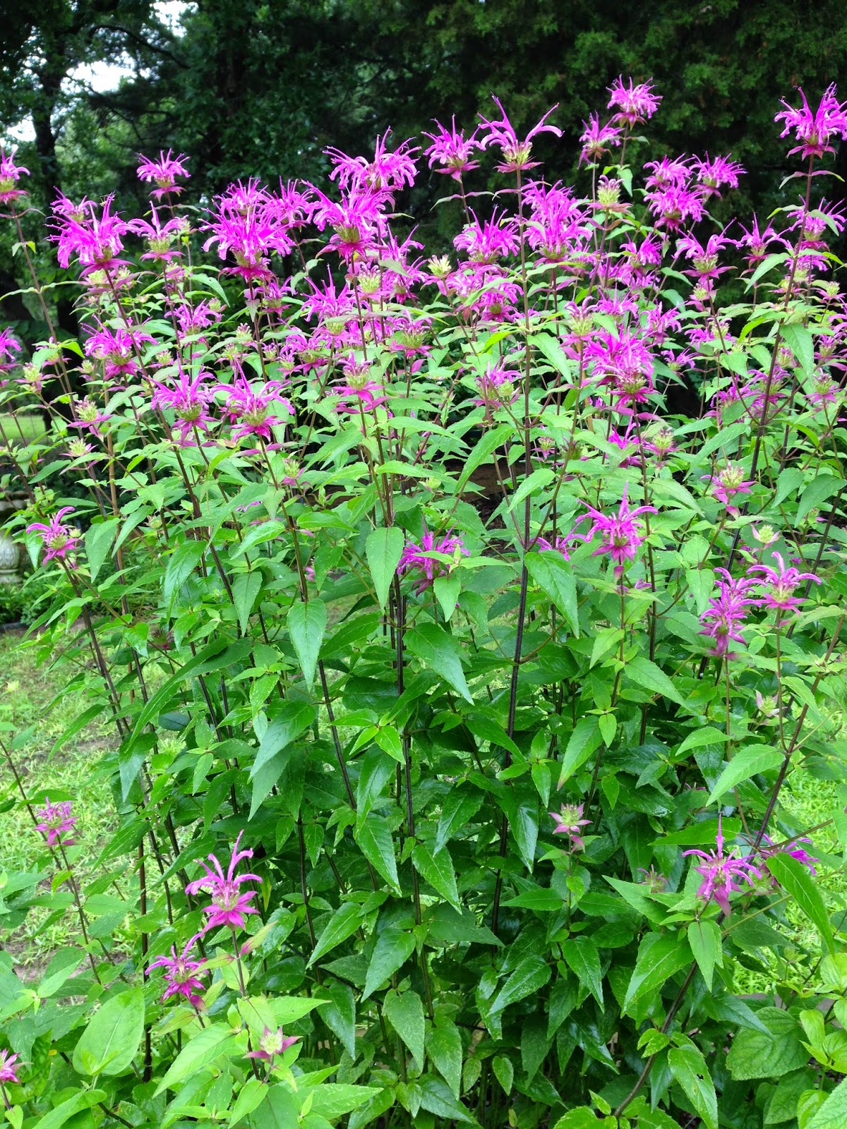 Lisa Bonassin's Garden: Peter's Purple Bee Balm May 23, 2015