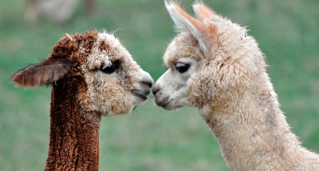 Tecendo Comentários Livremente