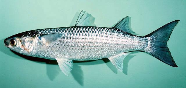Fish Index: Striped Mullet (Mugil cephalus)