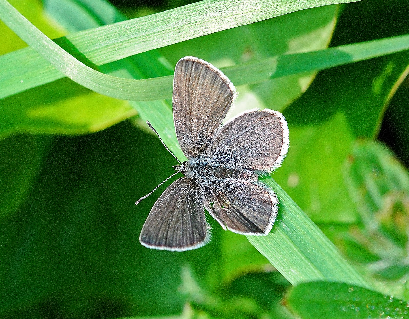 Butterfly Islands: Very Early Small Blue