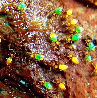 Science Experiment: Changing Ants Colors! | Preschool Powol Packets