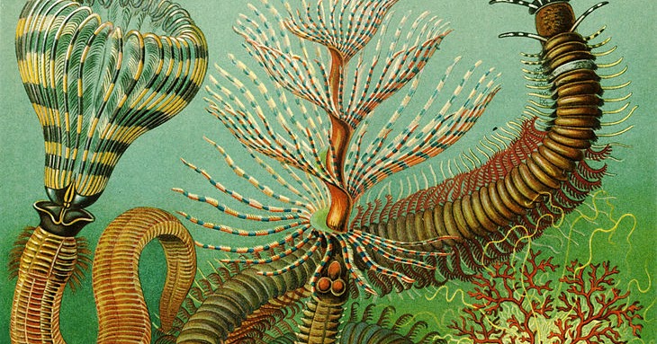 Chart of Chaetopoda (ringed worms)