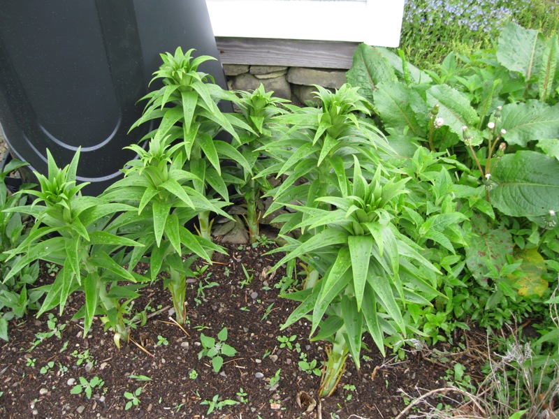 Plants and Stones: The Trouble With Lilies