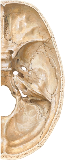 Netter Blog: Agujeros de la base del cráneo: visión superior