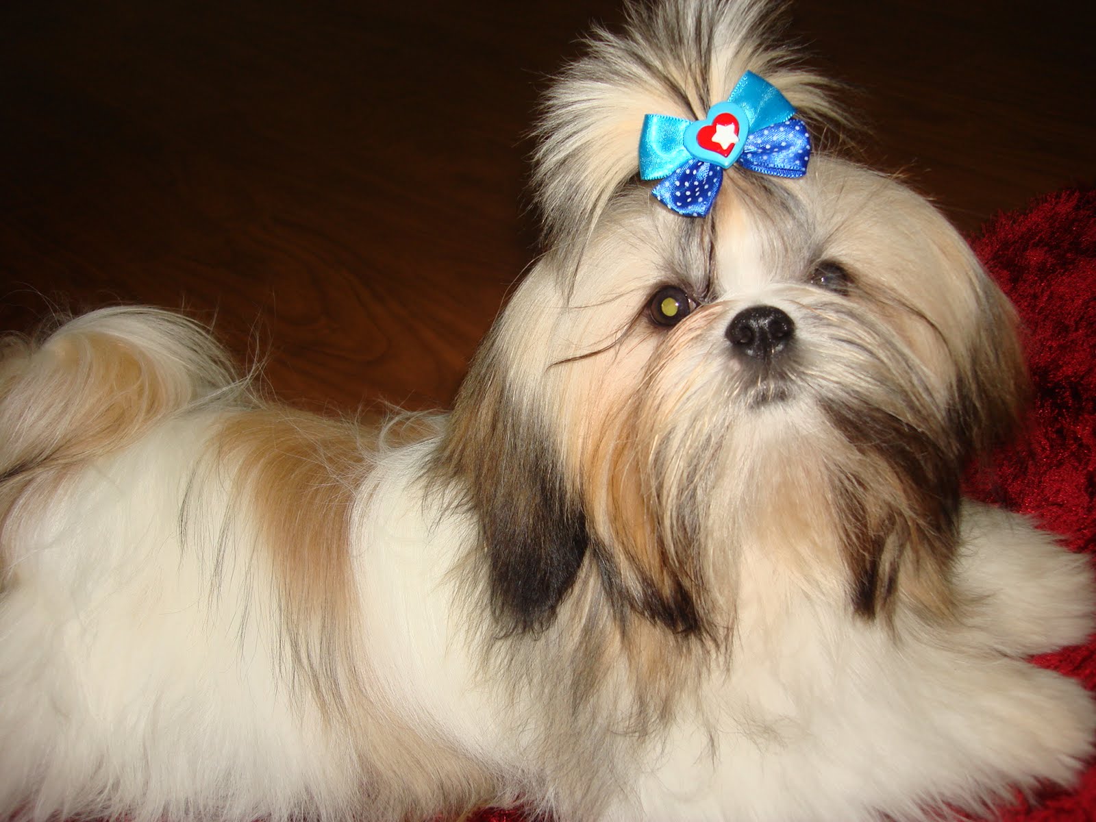 FILHOTES DA SERRA: SHIH TZU MINI
