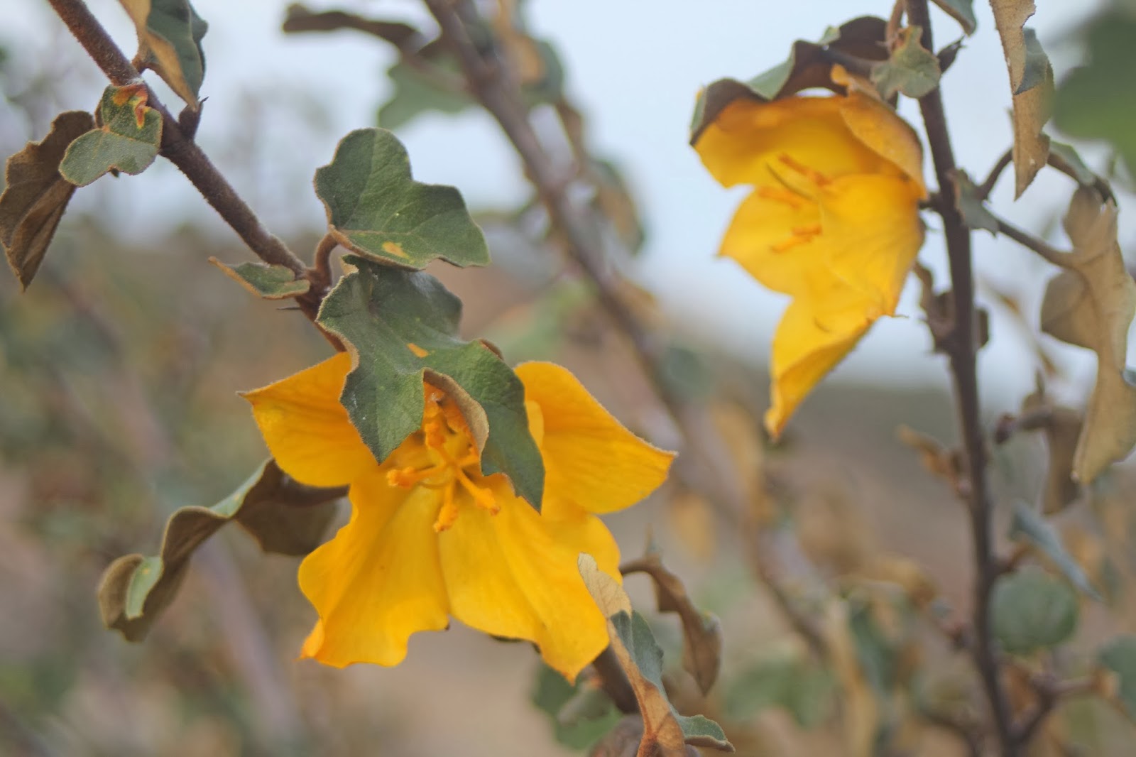 Camissonia's Corner: A Requiem for Winter (oh, wait - we just got 11 ...