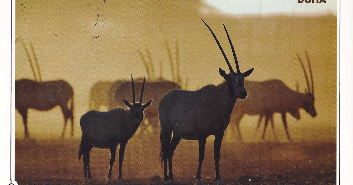 Arabian Oryx | Qatar ~ A Journey of Postcards