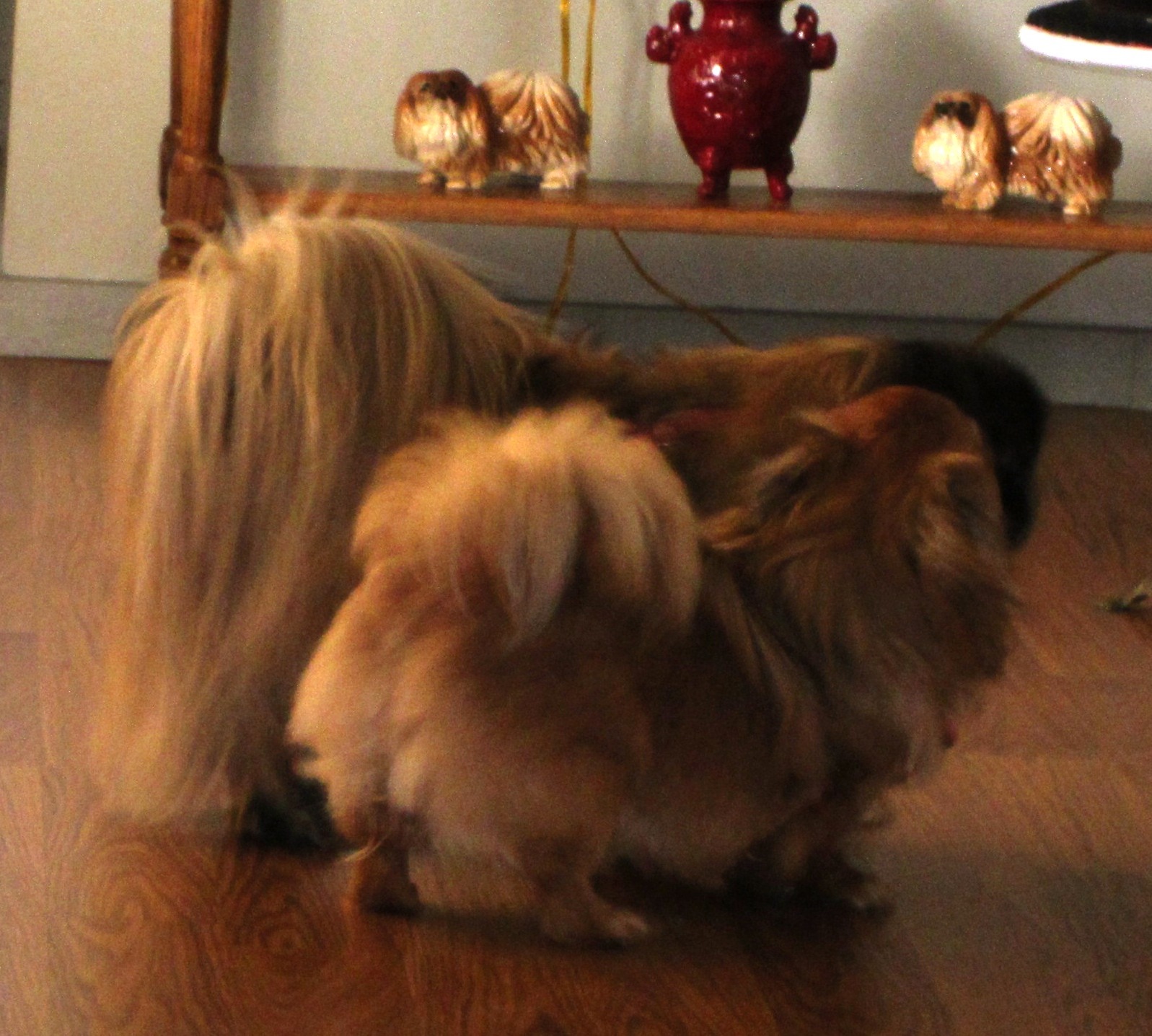 Cushings Disease in Dogs: Shirley