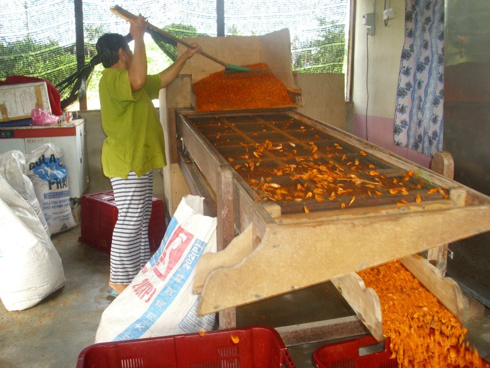 KUALA SEPETANG ECO TOURISM Matang Mangrove Forest Reserve Tour, Bird ...