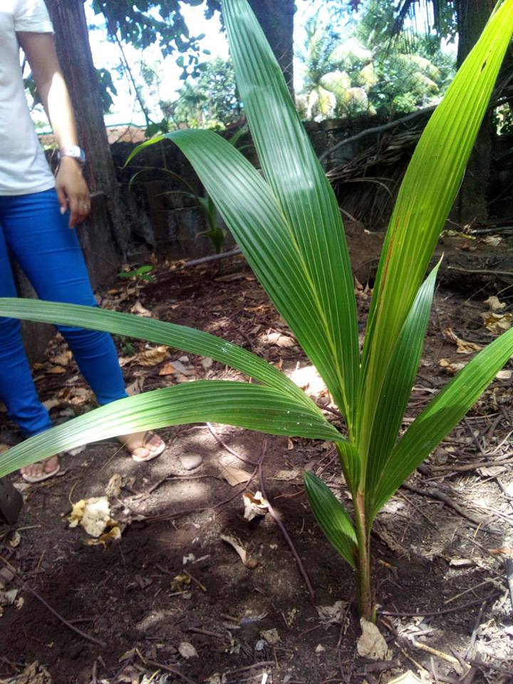 Mag Tree Planting Din Kayo ~ BAHAY KUBO