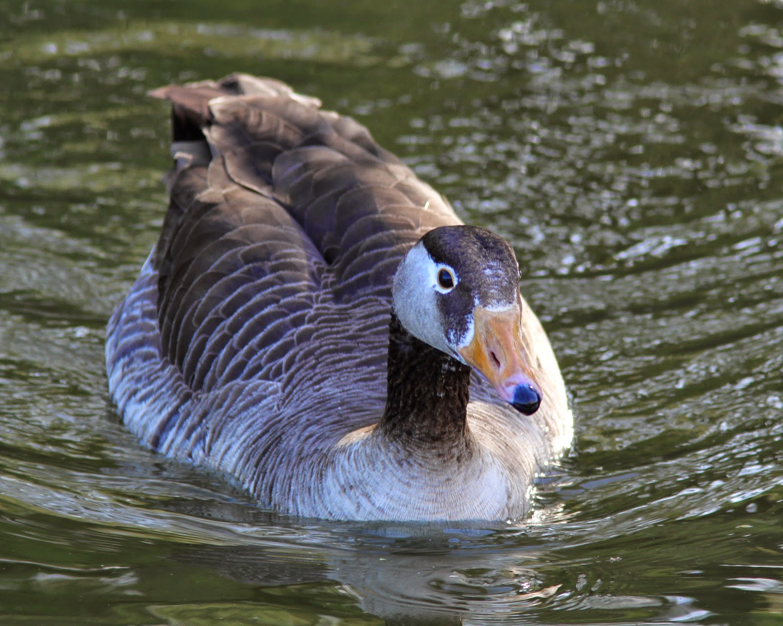 Bird Hybrids: Greylag Goose x Canada Goose