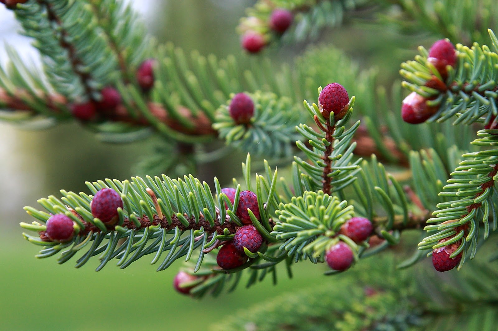 6 Tanaman Berumur Panjang