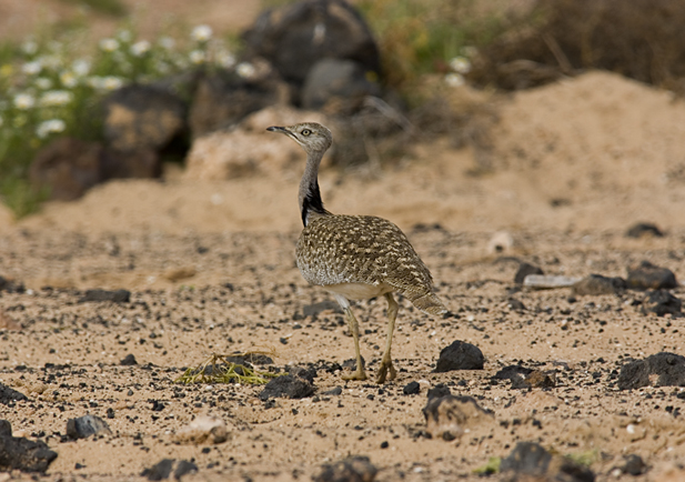 El Cajón del Maestro: Avutarda hubara.