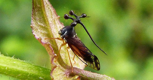6 insectos mas curiosos del mundo.