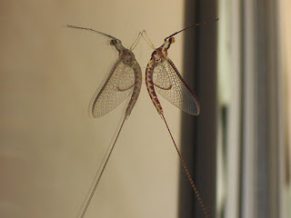 deladelmur: Effimere