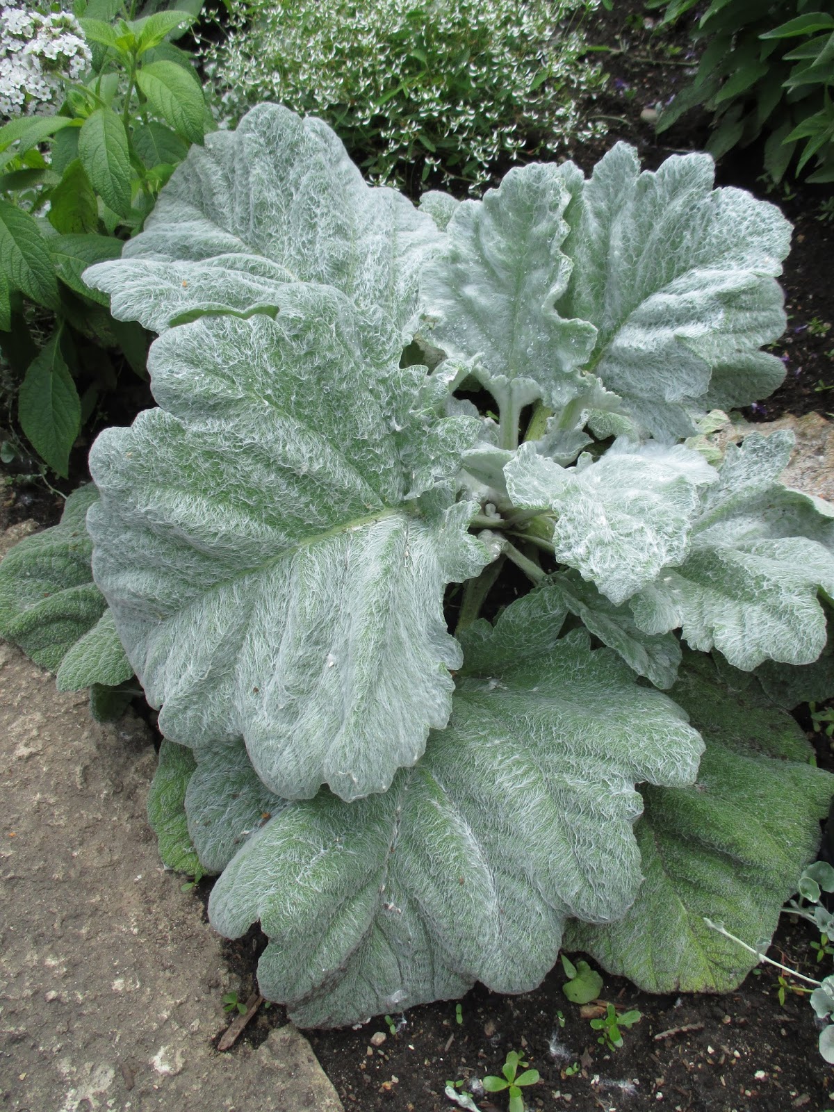 Rotary Botanical Gardens - Hort Blog: Silver Sage Adds A Fuzzy Touch