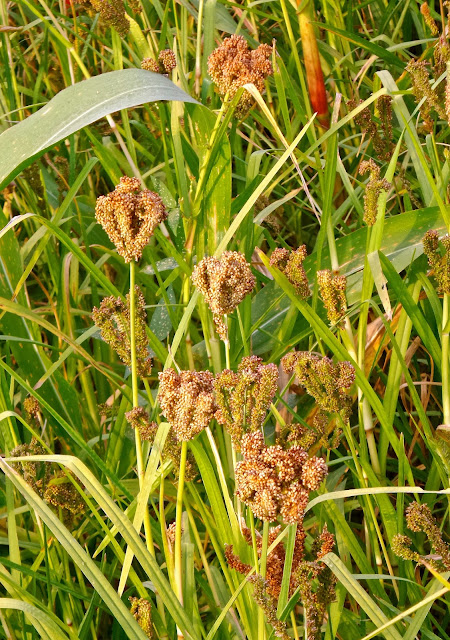Keep Calm & Curry On: Ingredients: Red Millet, Finger Millet, Ragi ...