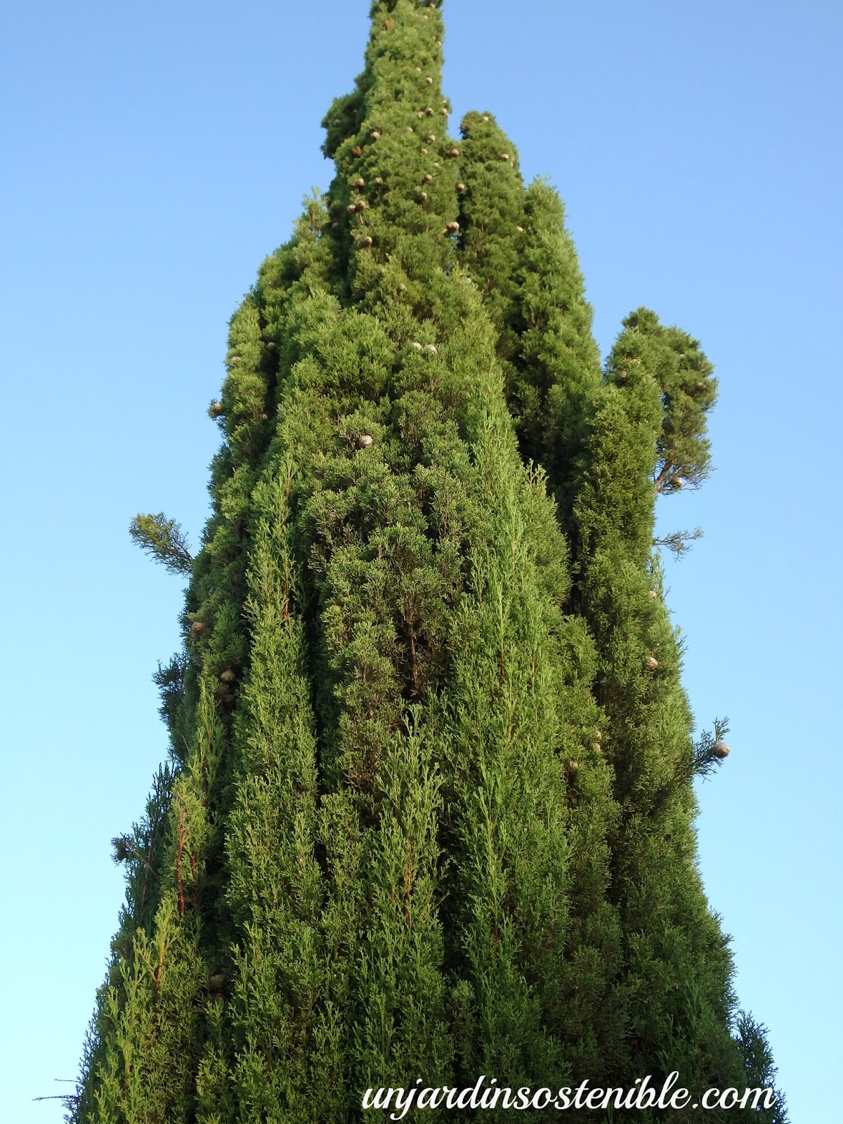 Cupressus sempervirens - Recomendaciones para efectuar seto o pantalla ...