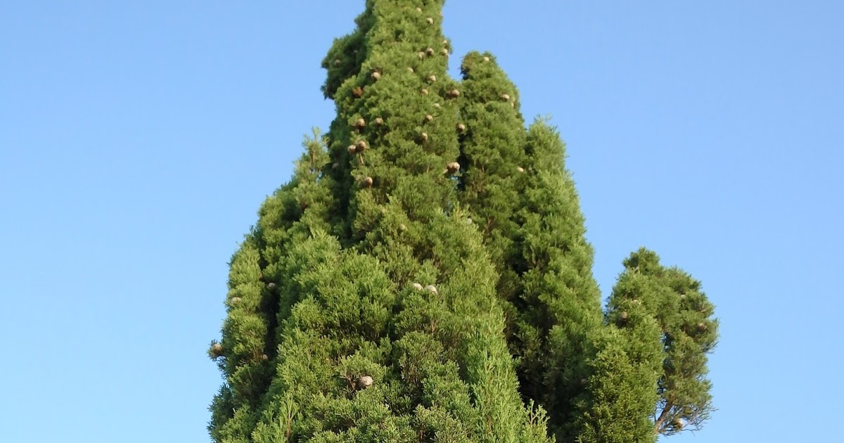 Cupressus sempervirens - Recomendaciones para efectuar seto o pantalla ...