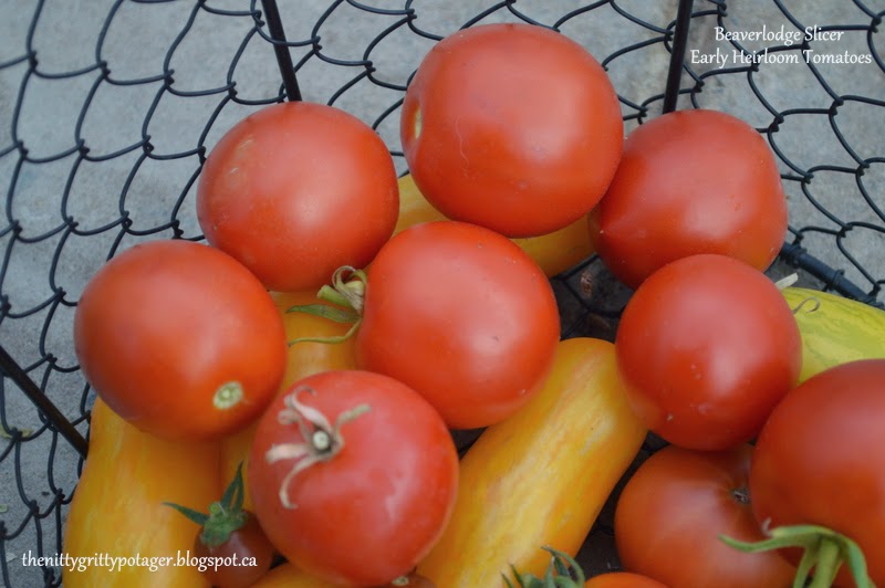 Tanja's Top Ten Tomatoes - 2014