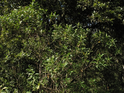 ANPP Animales y Plantas de Perú: Chilca - Baccharis Latifolia