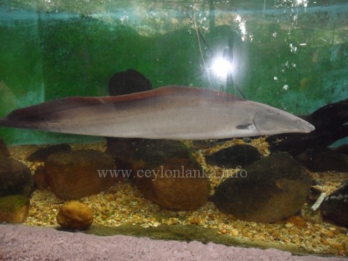 Water world Sri Lanka ( page 1 )