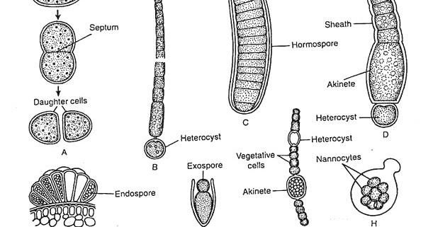 METHODS OF REPRODUCTION IN ALGAE