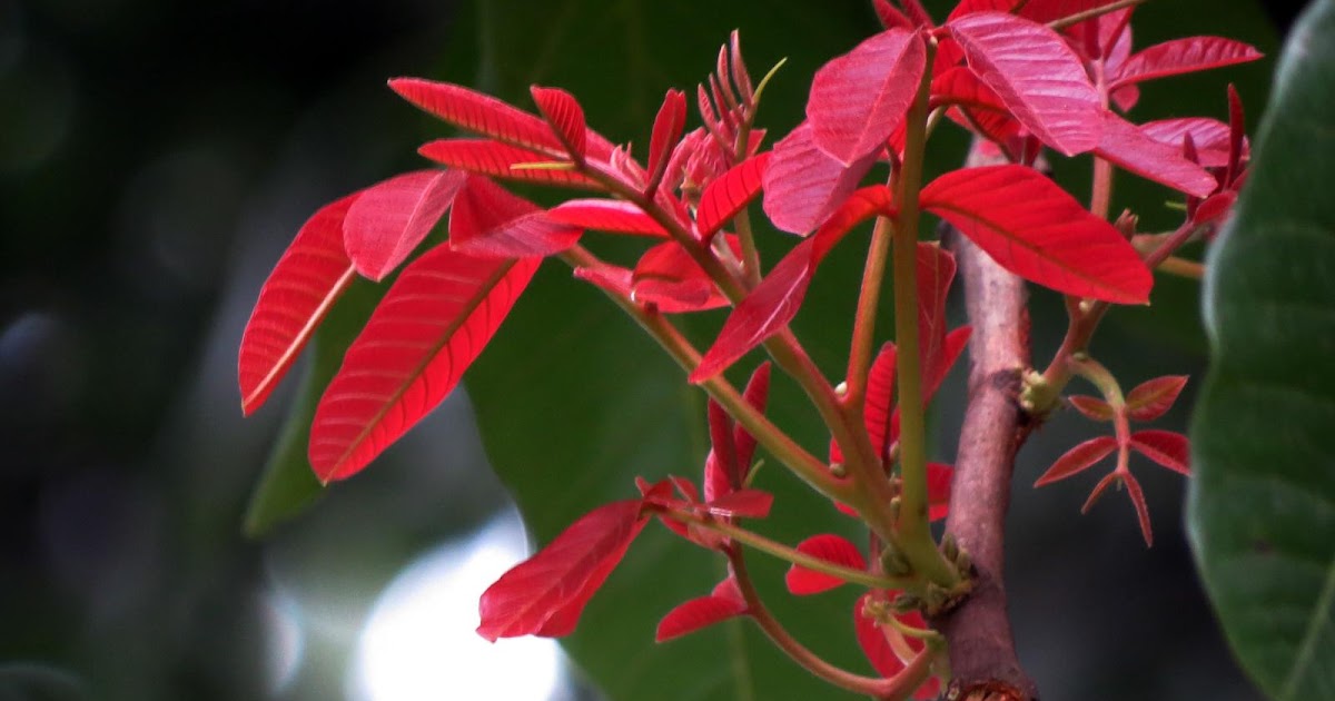 Ceylon oak (কুসুম গাছ) - Schleichera oleosa