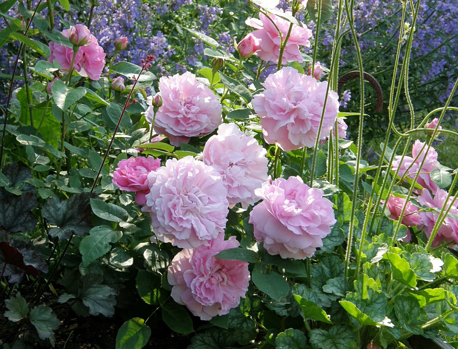 Bland pioner och rosor: Ros Mary Rose