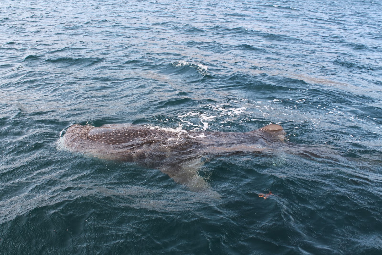 LA PISTE DJIBOUTIENNE: les requins baleines d ARTA PLAGE