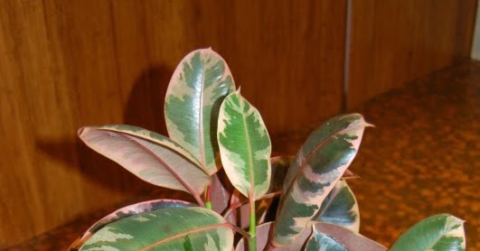 The Indoor Garden: How to grow a Ficus Ruby