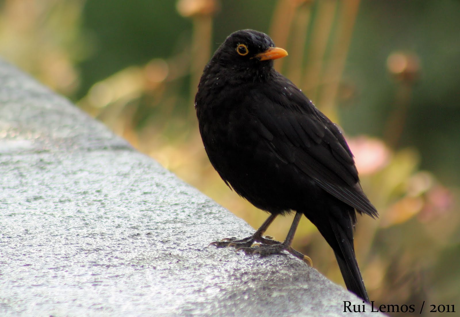 FAUNA E FLORA DO MINHO: MELRO PRETO (Turdus merula)