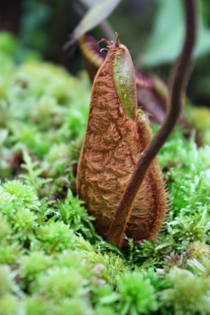 Natch Greyes' Carnivorous Plants - Growing Guide: Nepenthes hamata