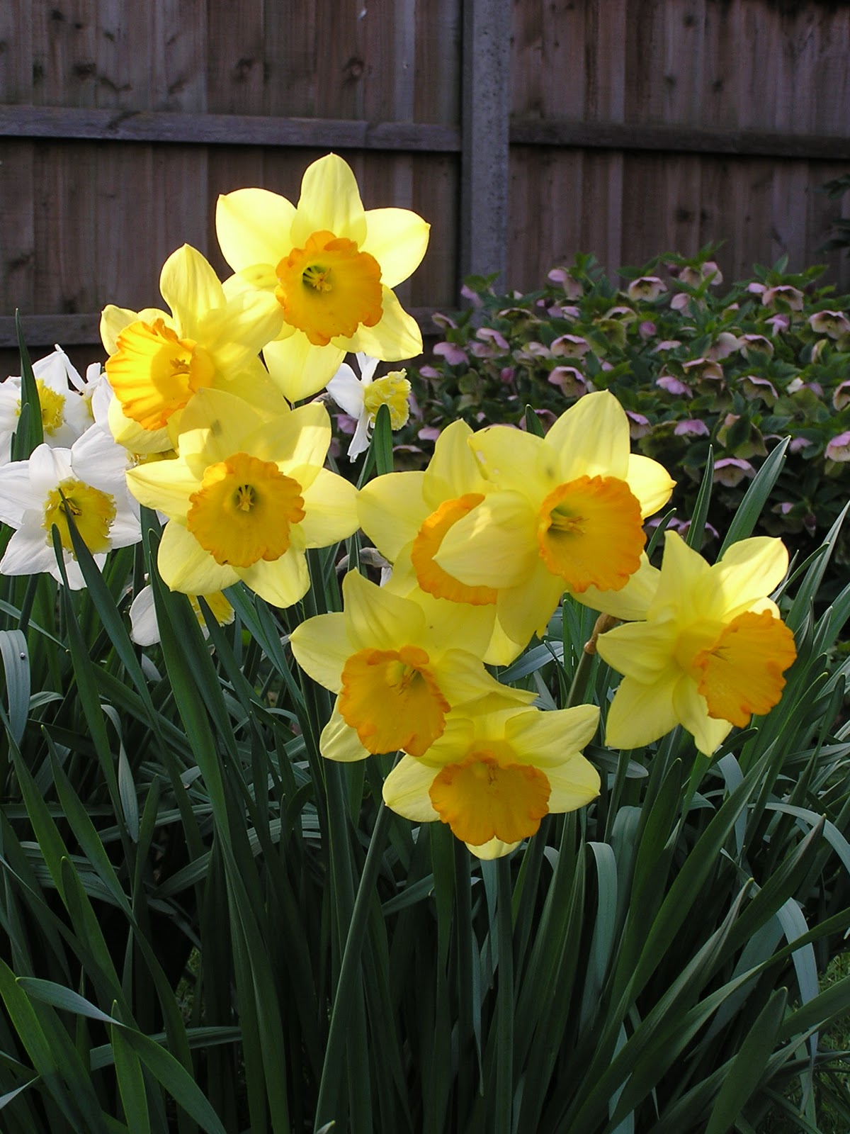 Antipodes again!: A host of golden daffodils