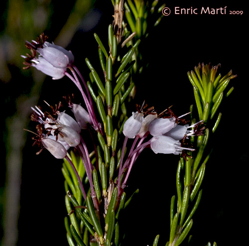 Ericaceae: Erica multiflora - Flores Silvestres del Mediterráneo