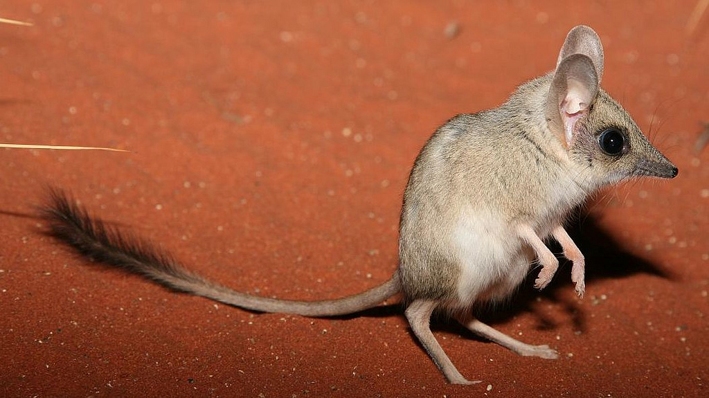 Mamíferos y marsupiales mammals of the earth: Klutarr (Antechinomys ...