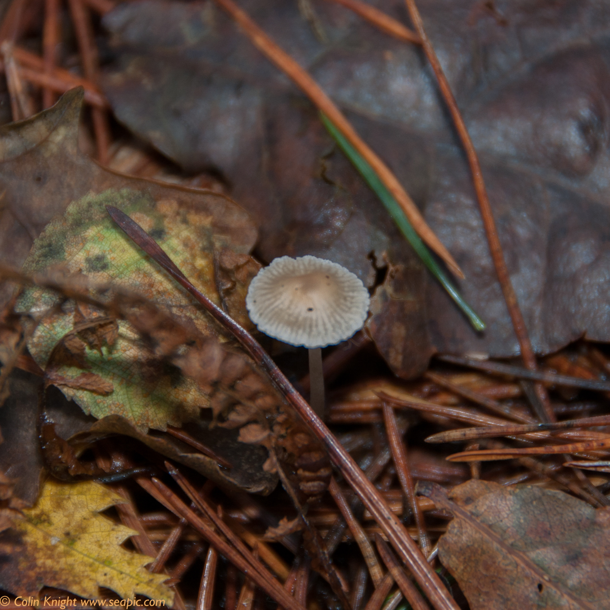 Postcards from Sussex: Pulborough Brooks fungi trail