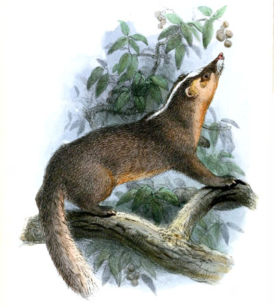 Synapsida: Weasels of Mystery: the Ferret-Badgers