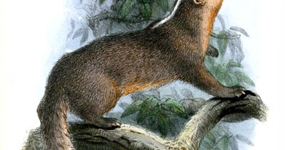 Synapsida: Weasels of Mystery: the Ferret-Badgers