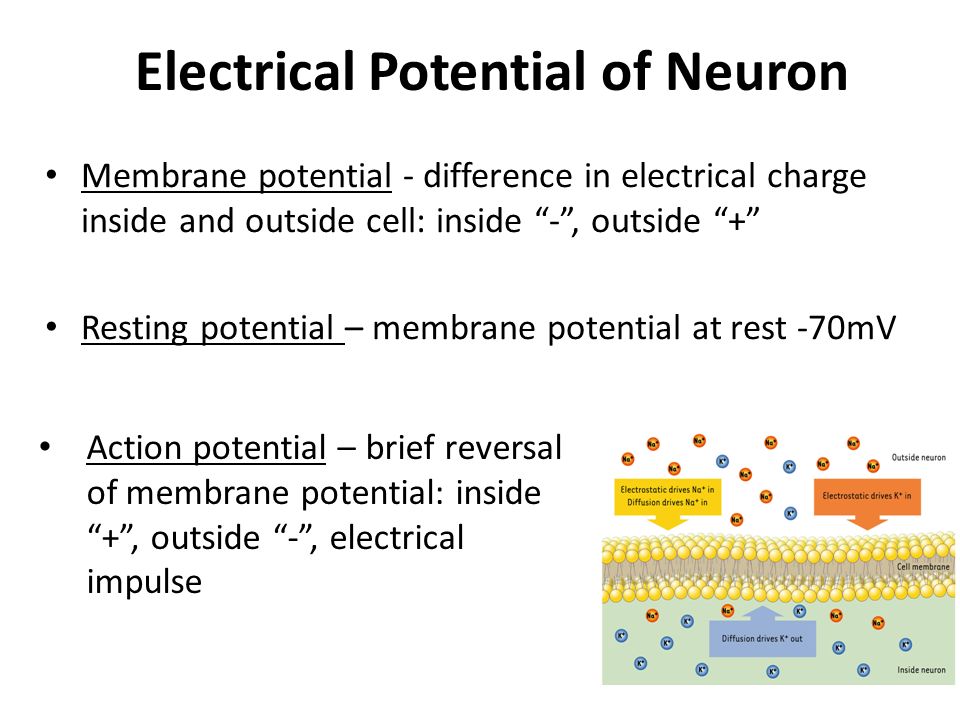 EXAMS AND ME : Resting Membrane Potential